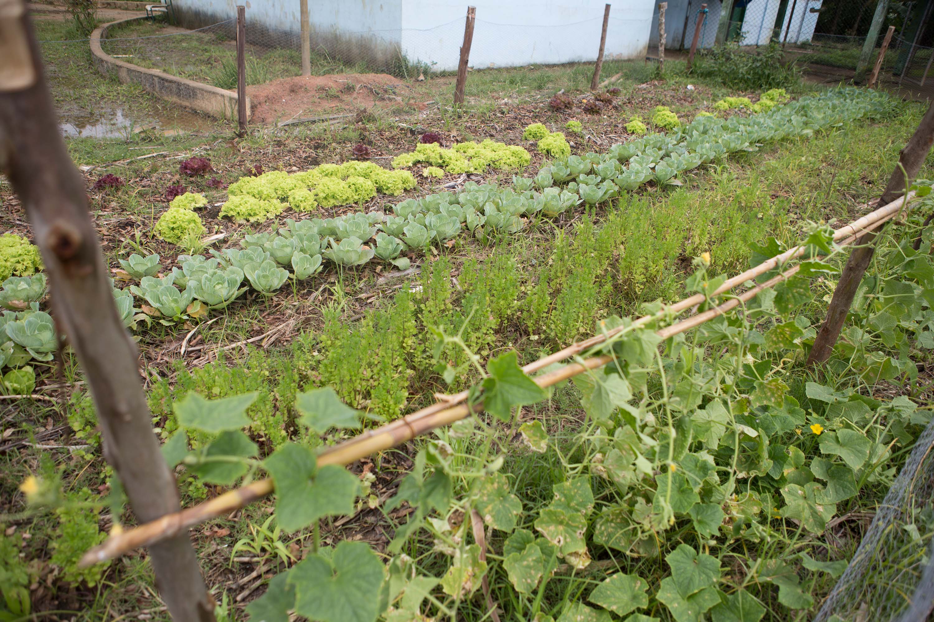 #Aprenda: cultivar horta em casa é simples, baixe material e saiba como ...