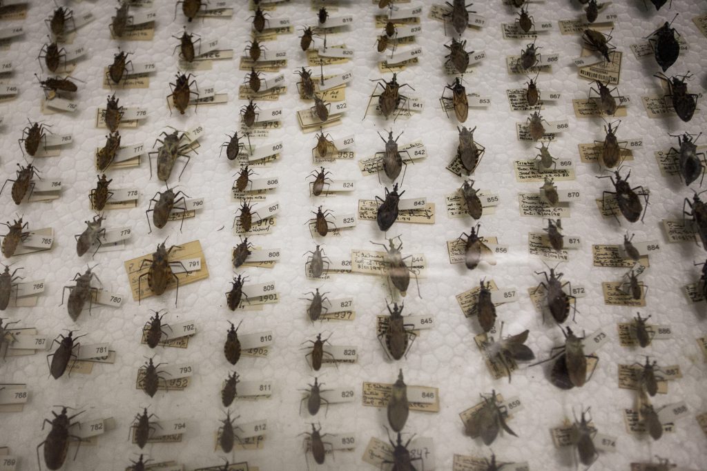 Exposição apresenta curiosidades sobre o universo dos insetos ...